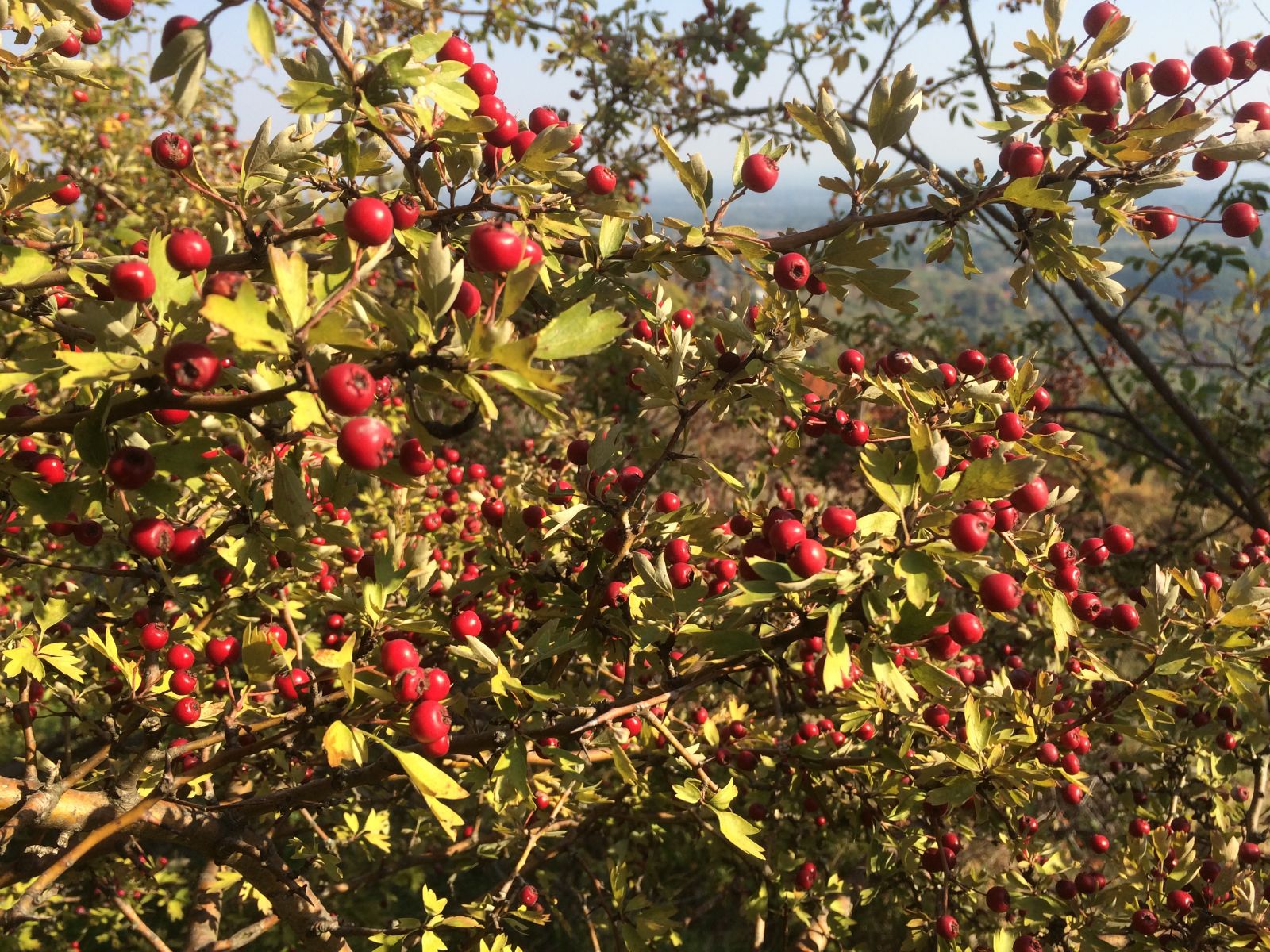 GLOG lat.Crataegus – čuvar našeg srca