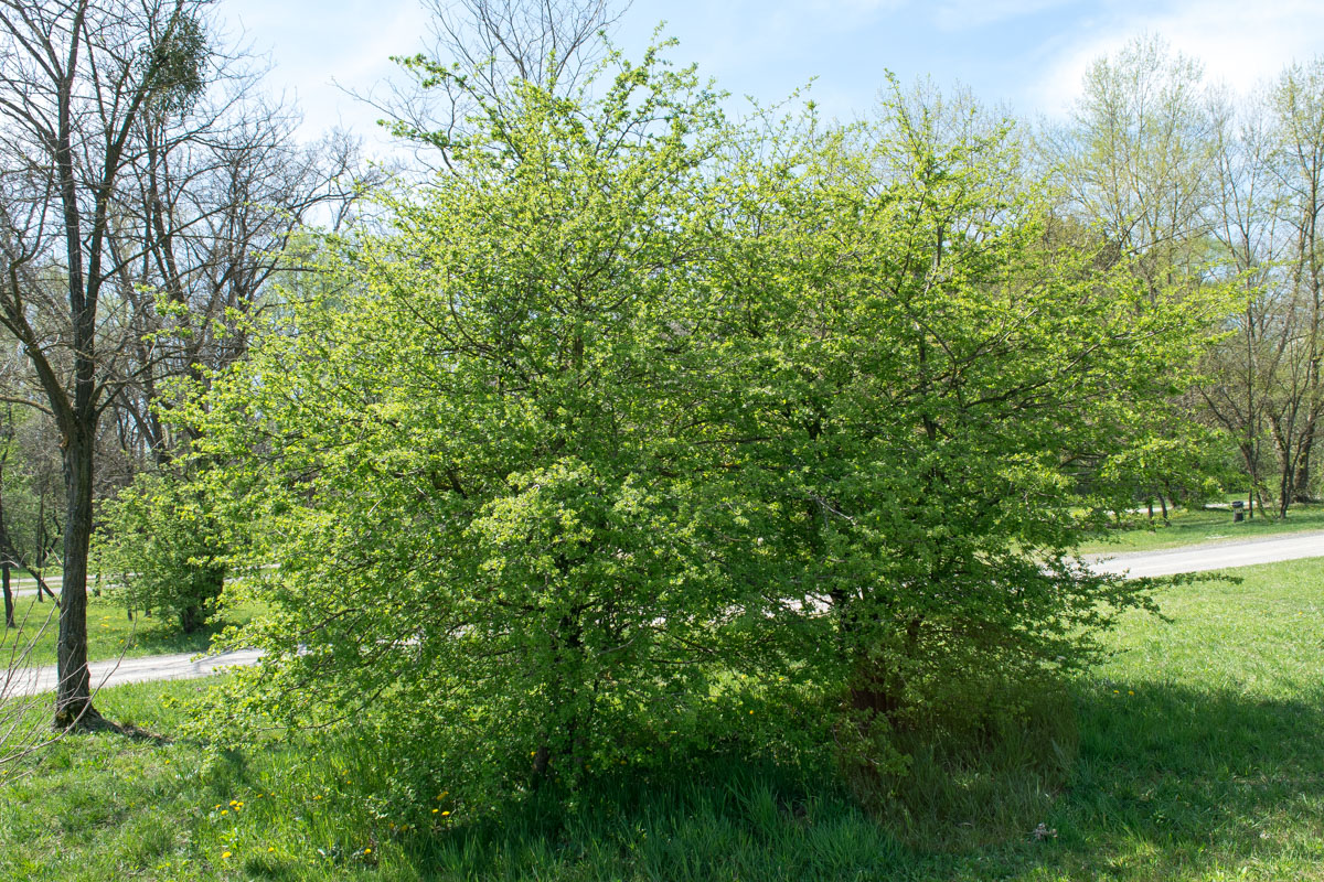 GLOG lat.Crataegus – čuvar našeg srca